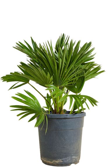 Conseils et informations sur les soins du Chamaerops Humilis