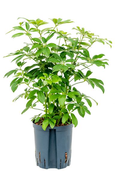 Conseils et informations sur les soins du Schefflera