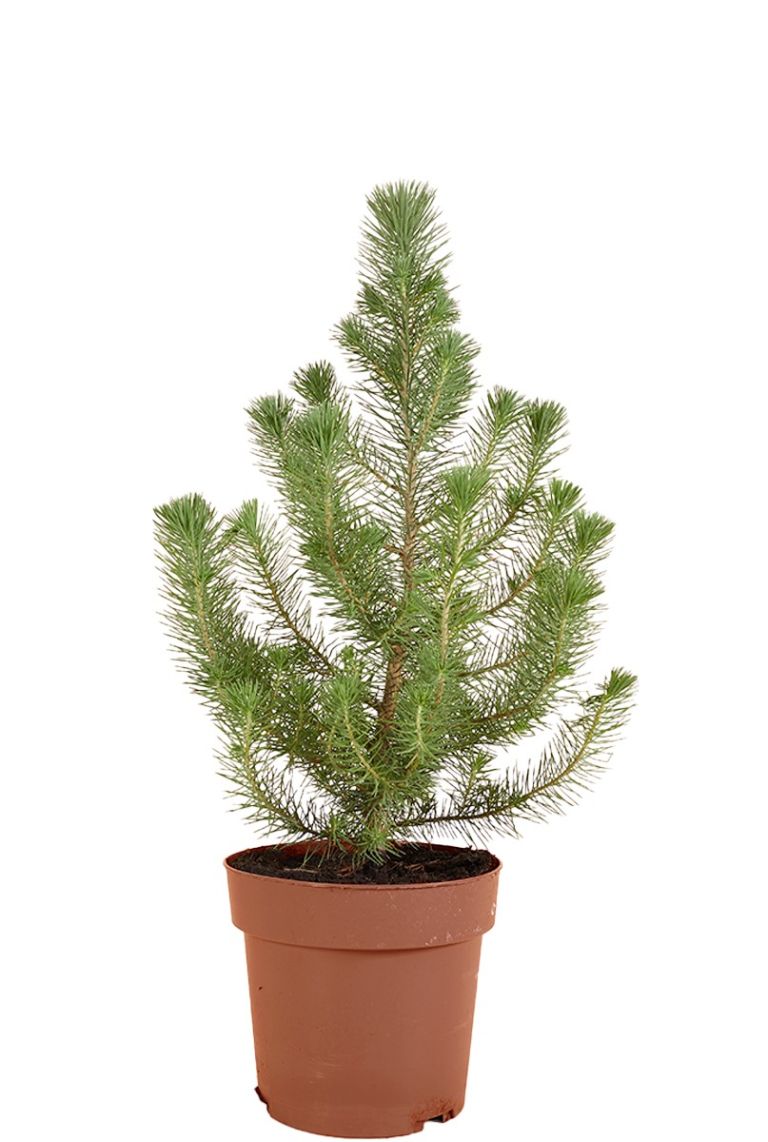 Pinus Pinea Silver Crest | Pinus Pinea Silver Crest 50cm acheter