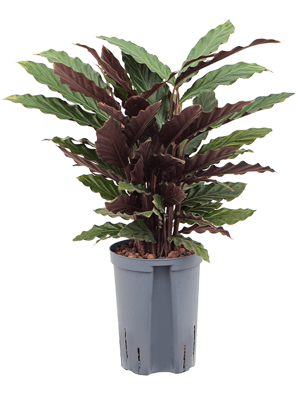 Calathea rufibarba Wavestar hydroponique de 50cm acheter?