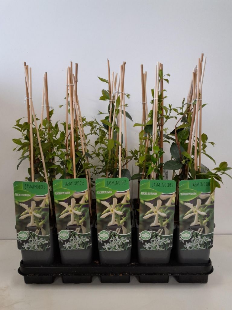 Trachelospermum jasminoides | Jasmin étoilé 60cm acheter