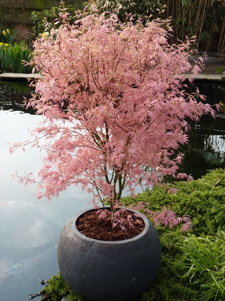 Acer Palmatum 'Taylor' ® | Érable du Japon 65cm acheter