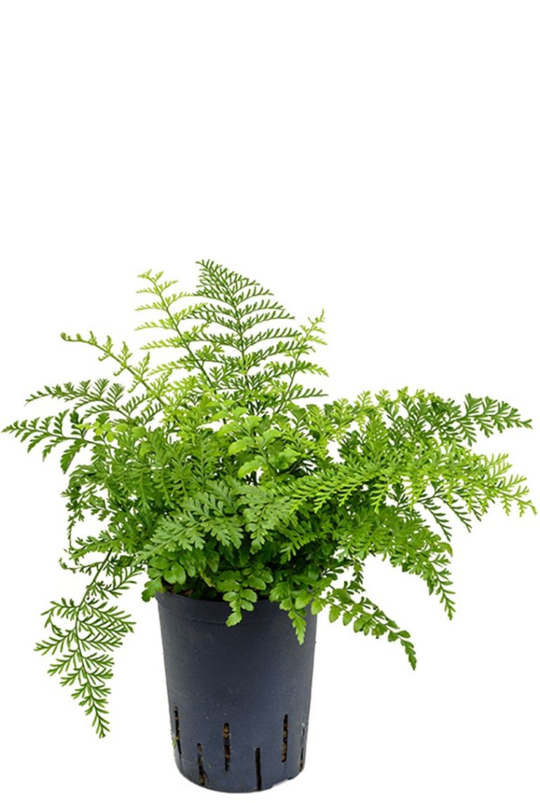 Asplenium parvati hydroponique de 30cm acheter?