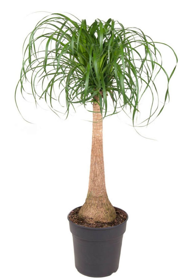 Beaucarnea recurvata | Pied d’éléphant 110cm acheter