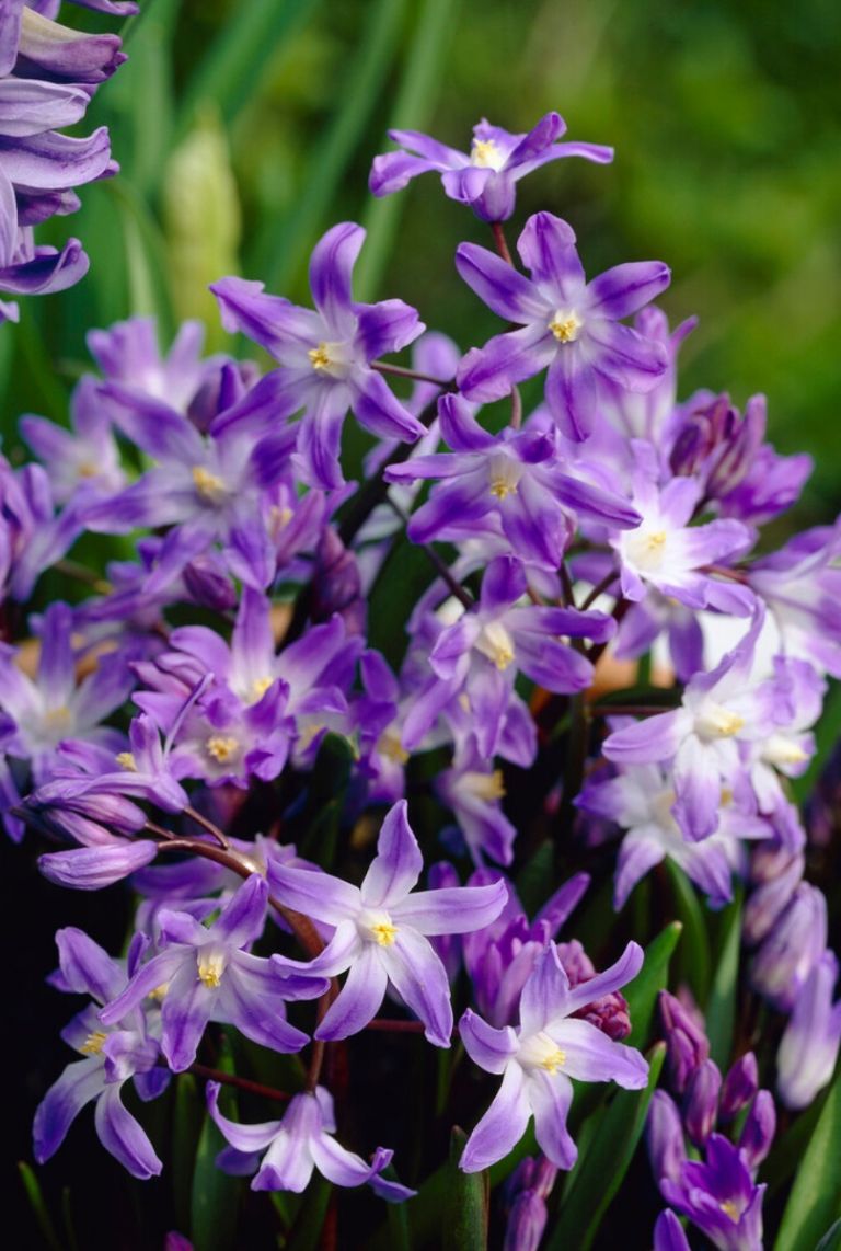 Chionodoxa Forbesii Mix - 50 bulbes | Chionodoxa 0cm acheter