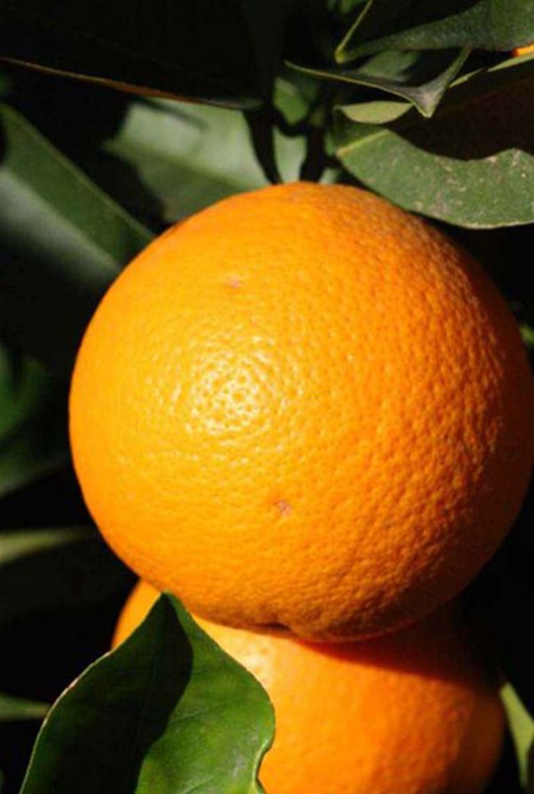 Citrus sinensis | Oranger 160cm acheter