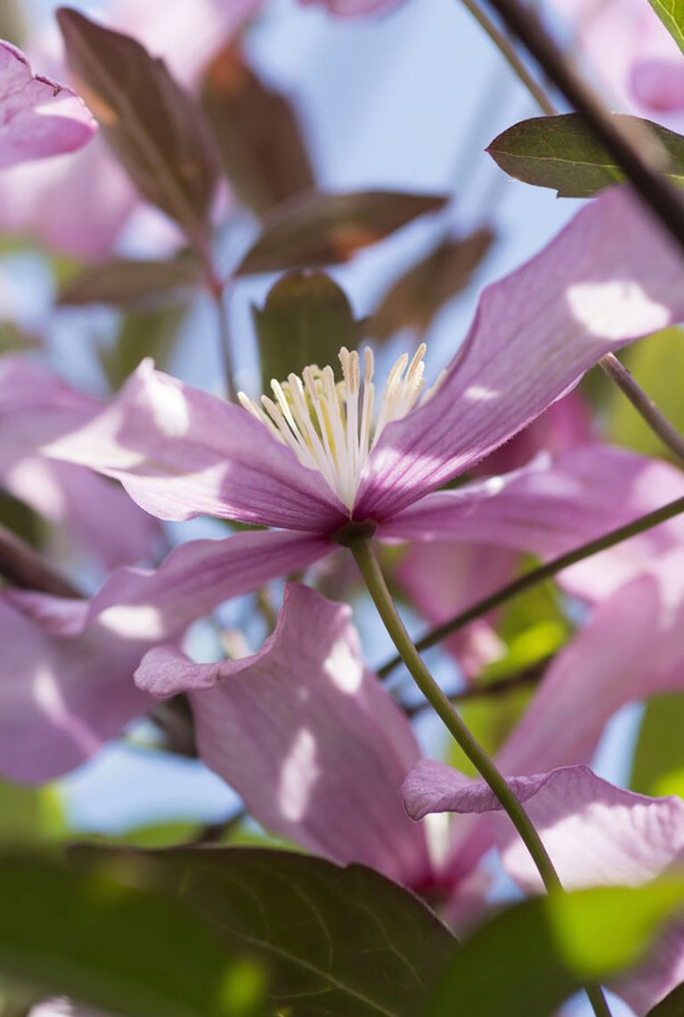 Clematis Montana 'Wilsonii' | Clématite 60cm acheter