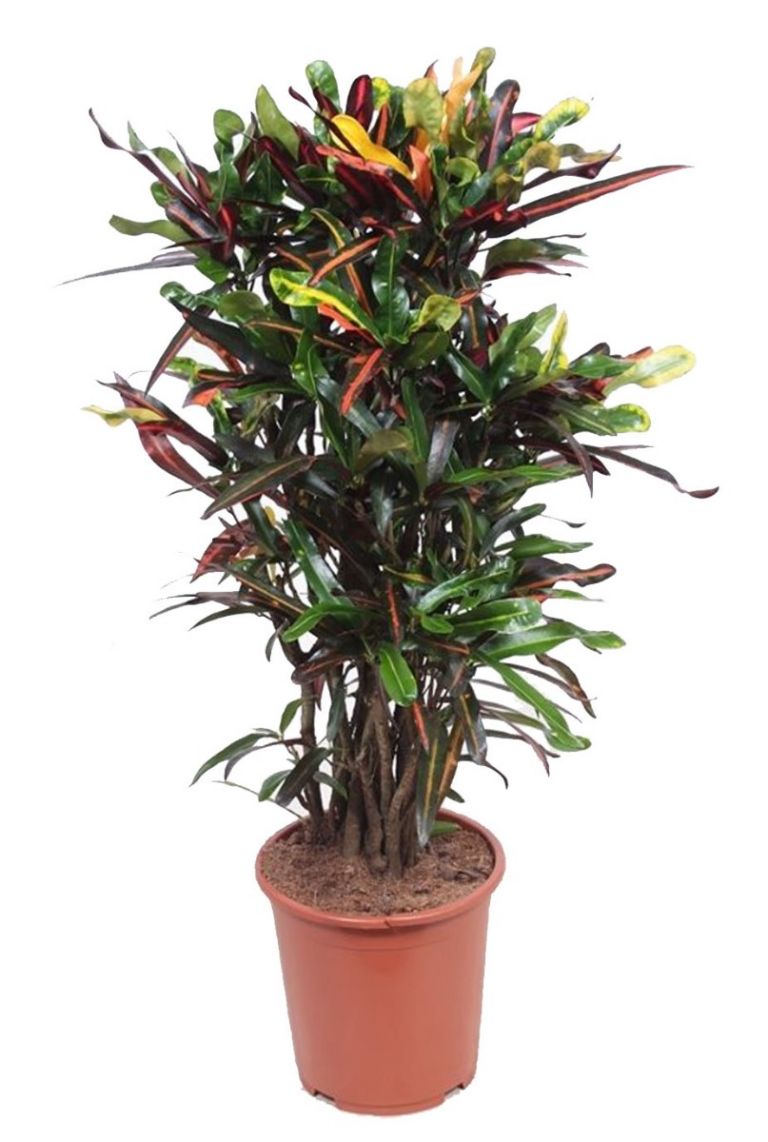 Croton Mammi | Codiaeum 130cm acheter