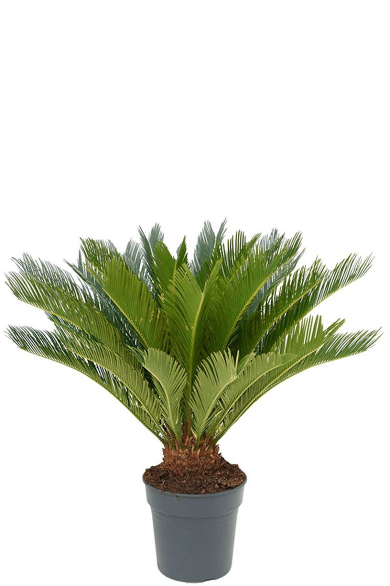 Cycas Revoluta | Palmier de la paix 90cm acheter