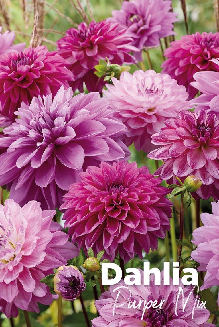Dahlia Purper Mix - 3 bulbes | Dahlia 0cm acheter