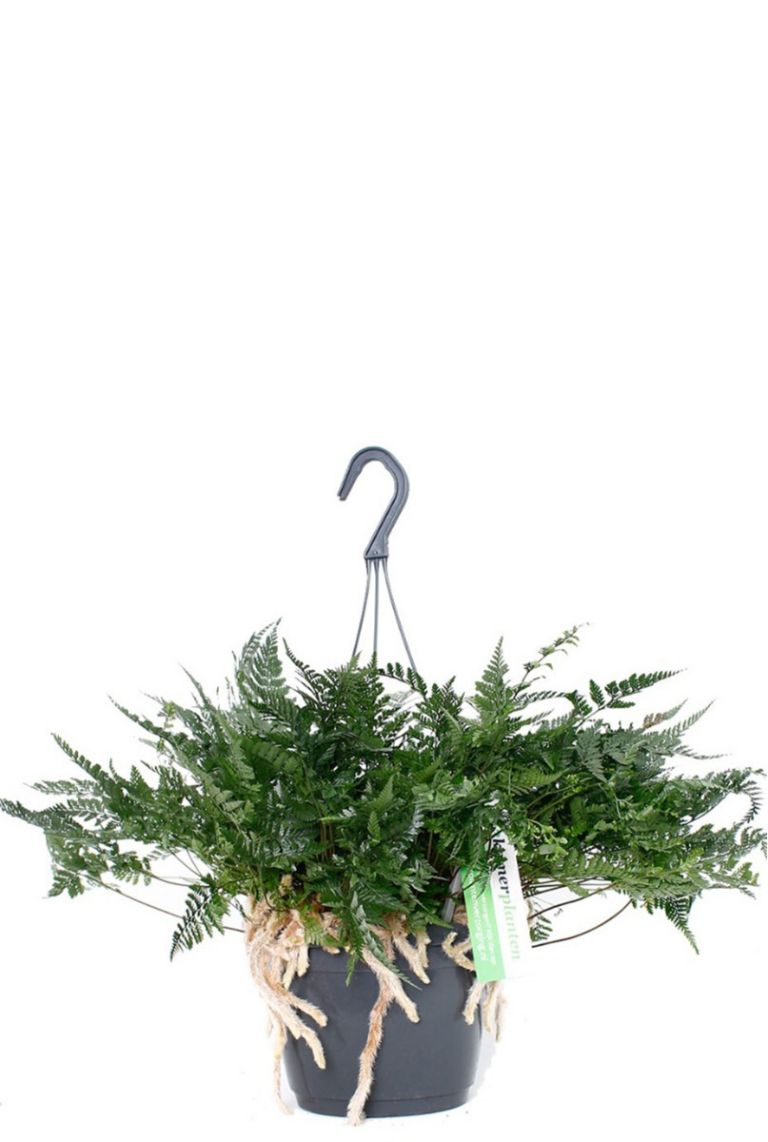 Humata Teyermanii | Fougère Patte de lapin 30cm acheter