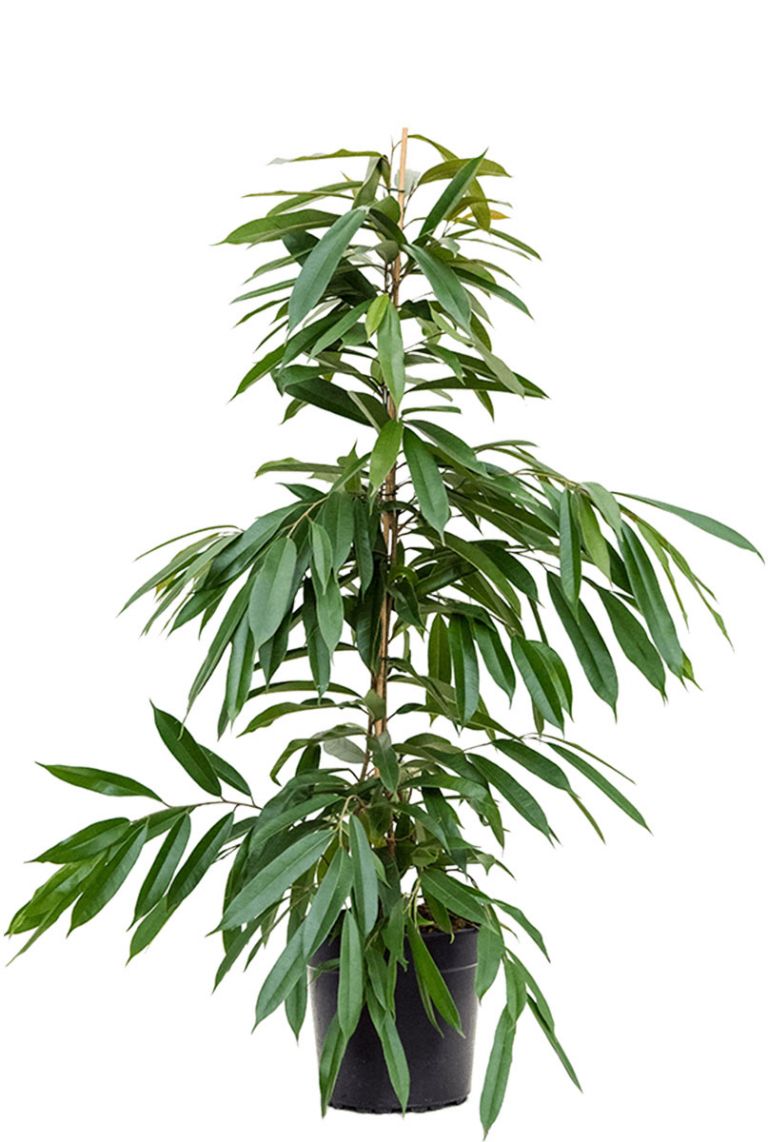 Ficus amstel king | Figuier 140cm acheter