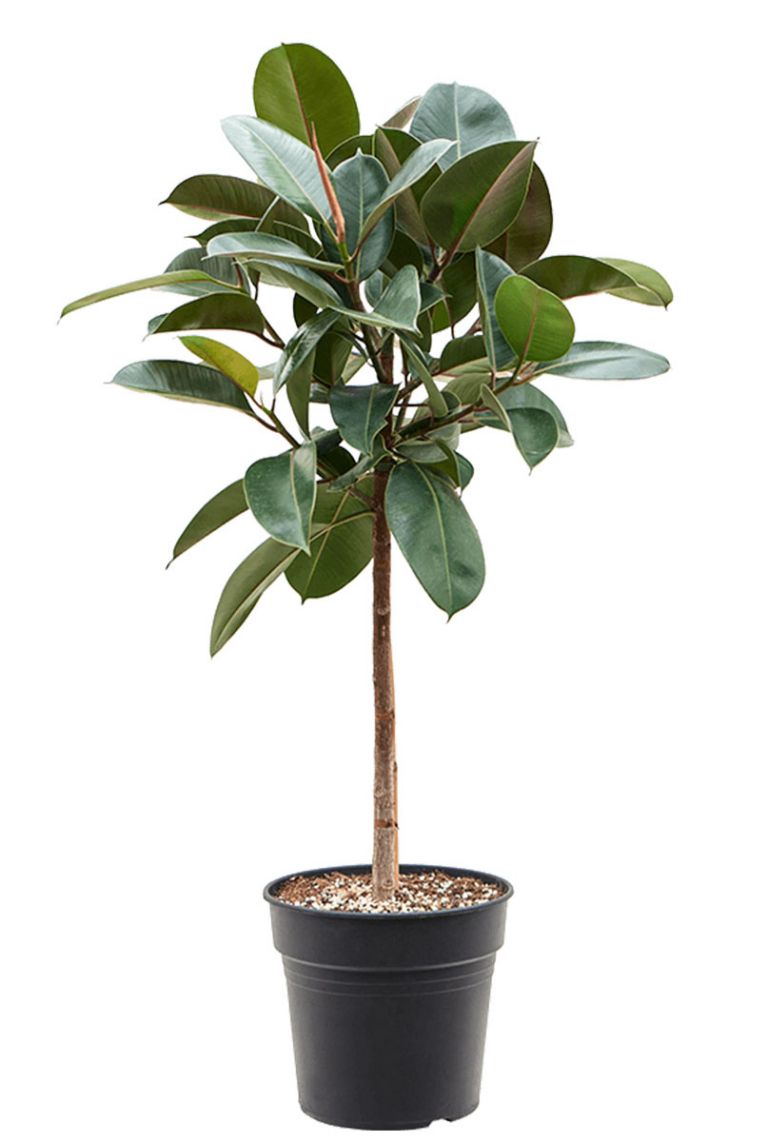 Ficus elastica Robusta | Usine de caoutchouc 120cm acheter