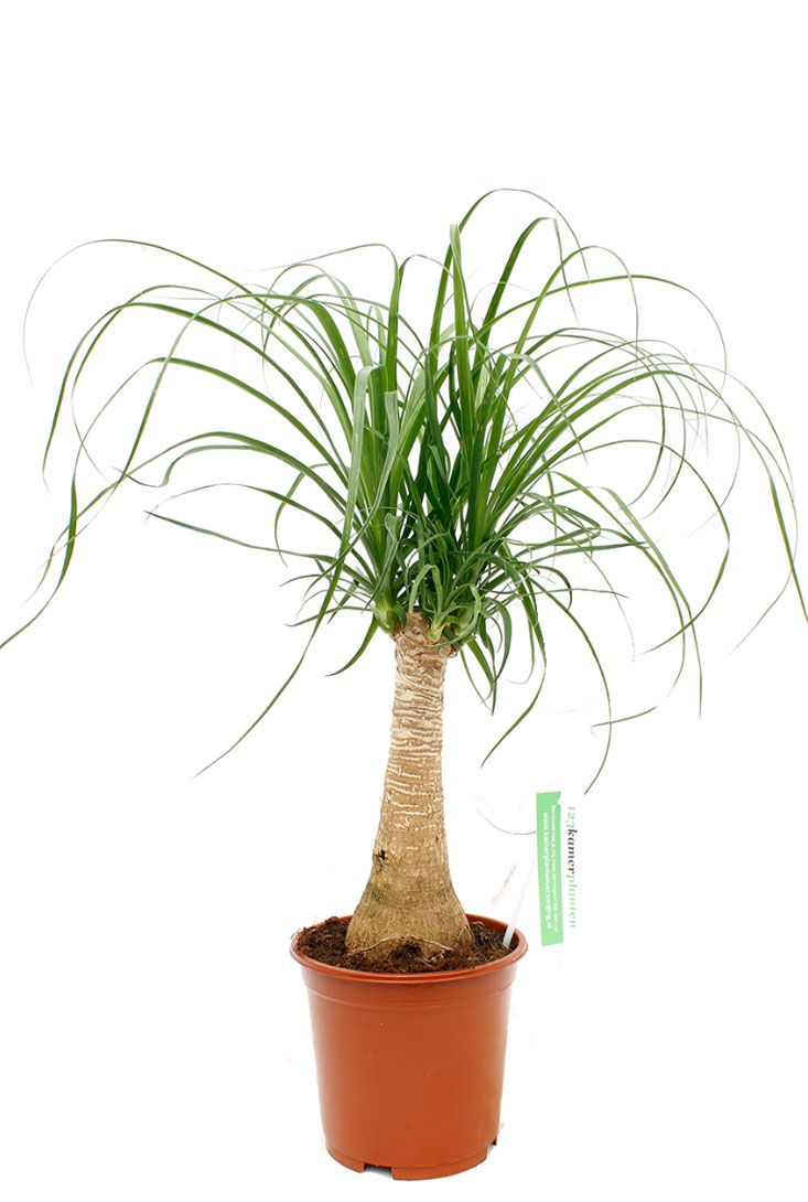 Beaucarnea recurvata | Pied d’éléphant 60cm acheter