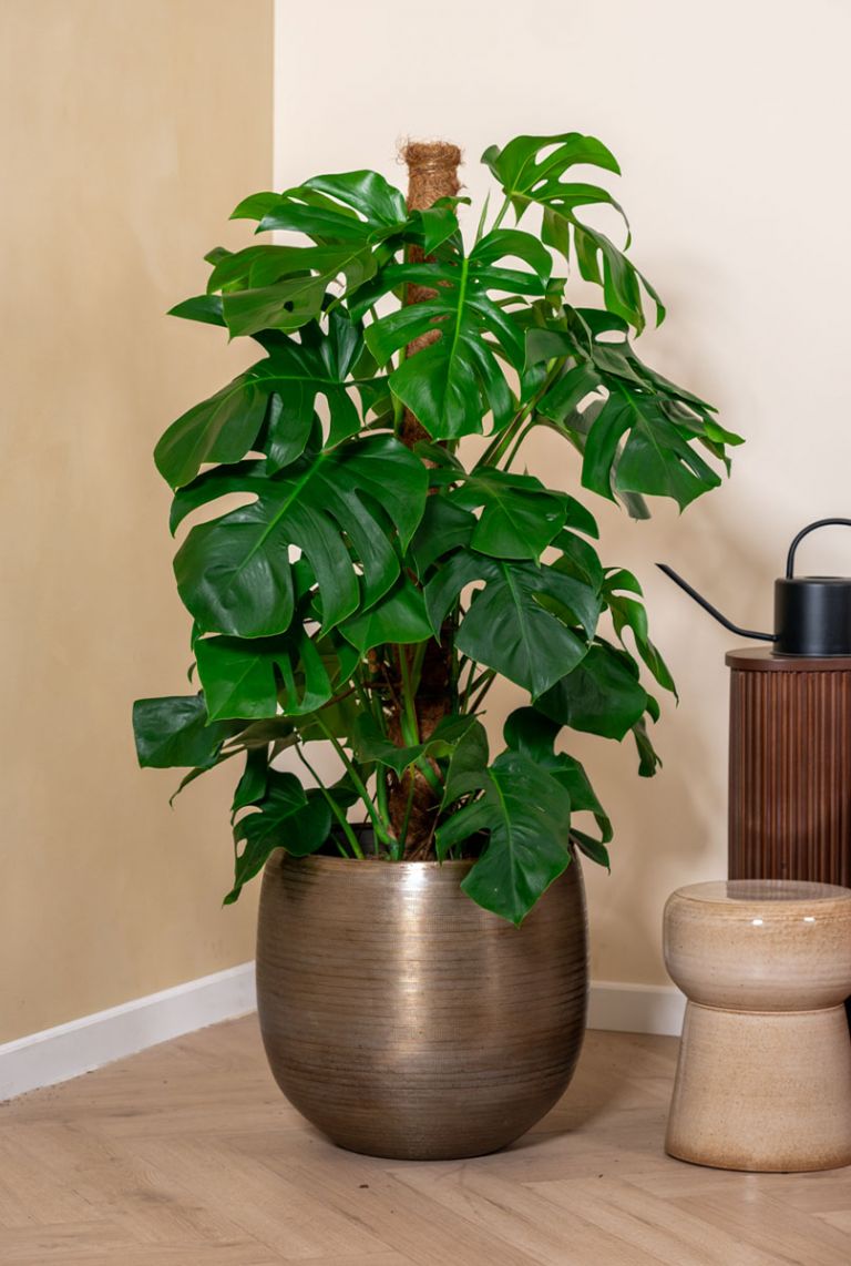 Monstera Pertusum | Plante-gruyère 115cm acheter