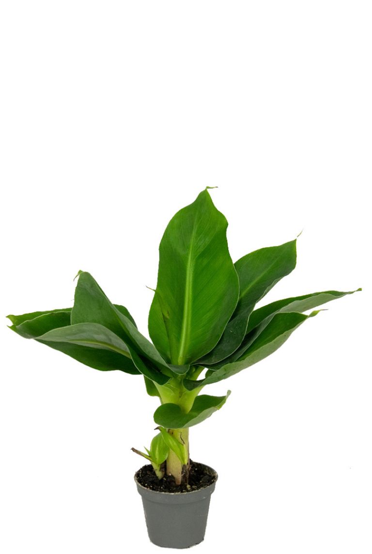 Musa Acuminata Cheeka | Boutures 18cm acheter