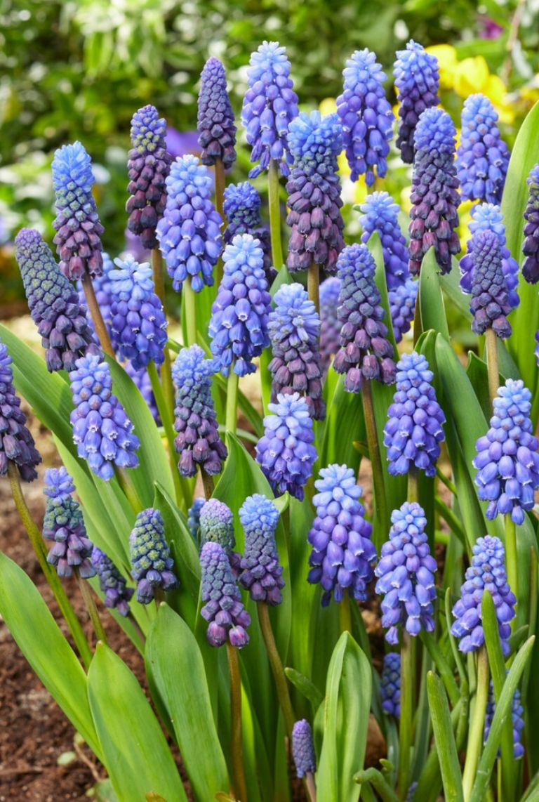 Muscari Armeniacum - 50 bulbes | Muscari 0cm acheter