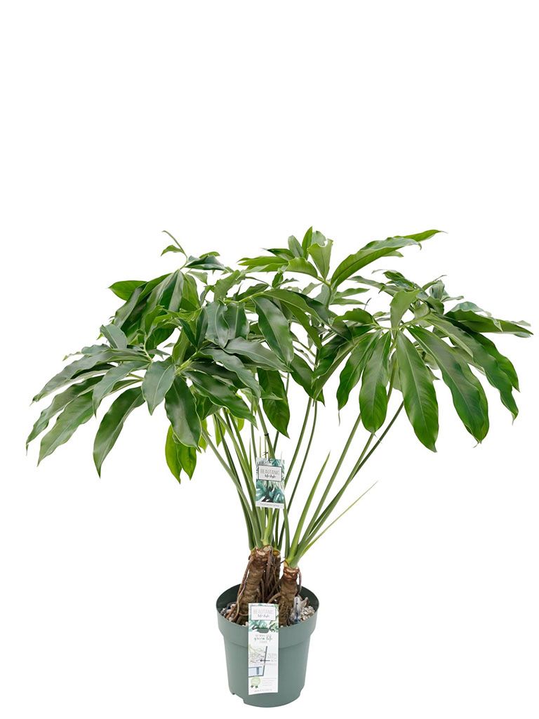 Philodendron Fun Bun | 150cm acheter