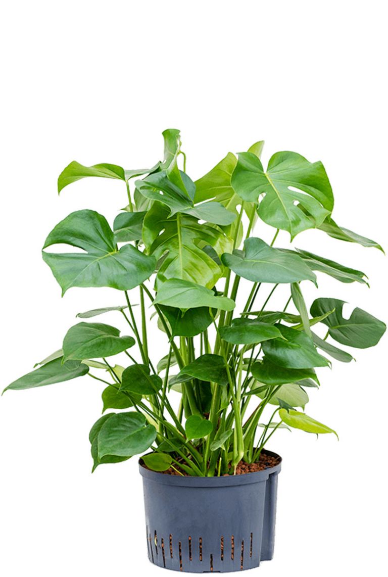 Monstera Deliciosa hydroponique de 80cm acheter?
