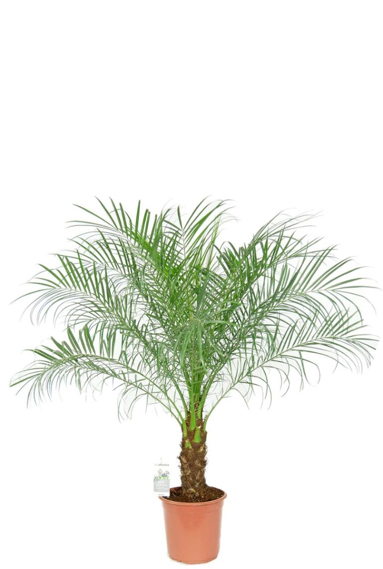 Phoenix Roebelinii | Palmier dattier nain 120cm acheter