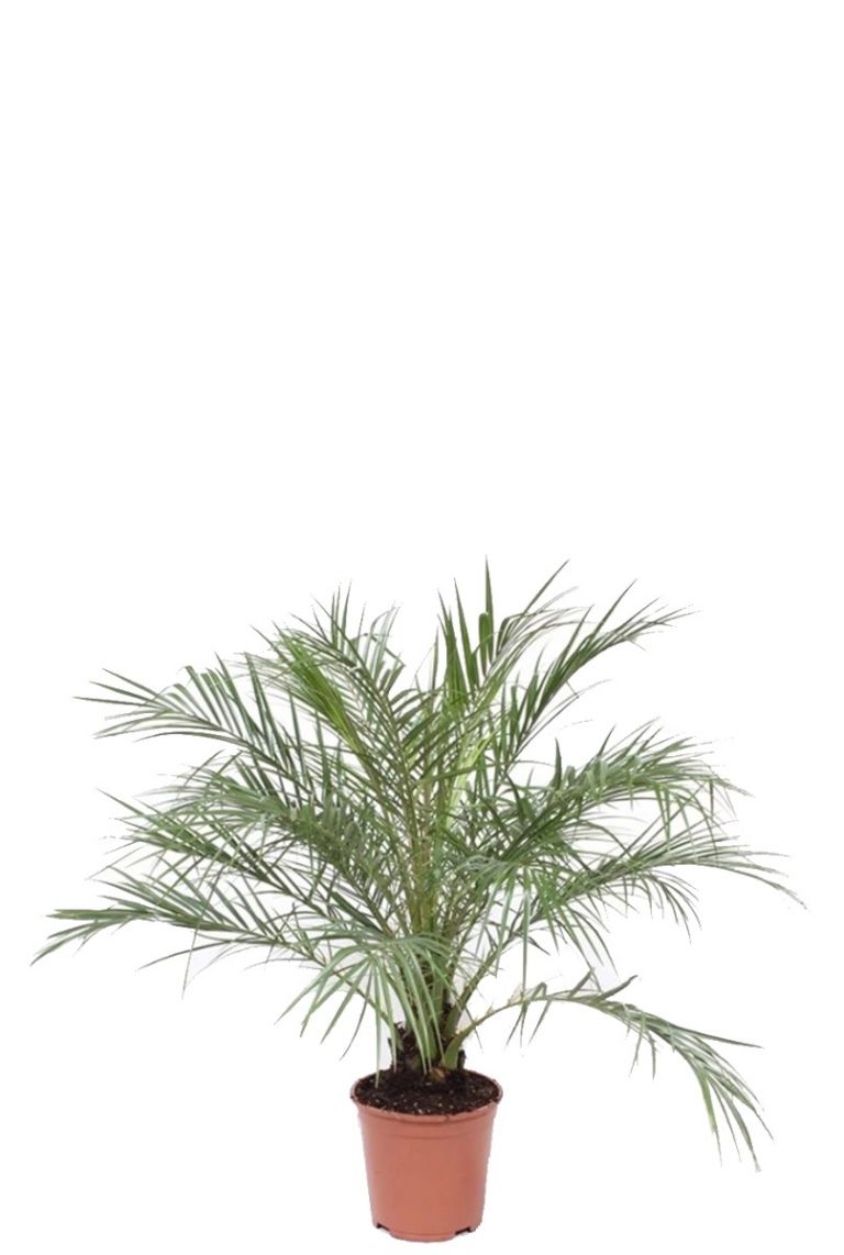 Phoenix Roebelenii | Palmier dattier nain 100cm acheter