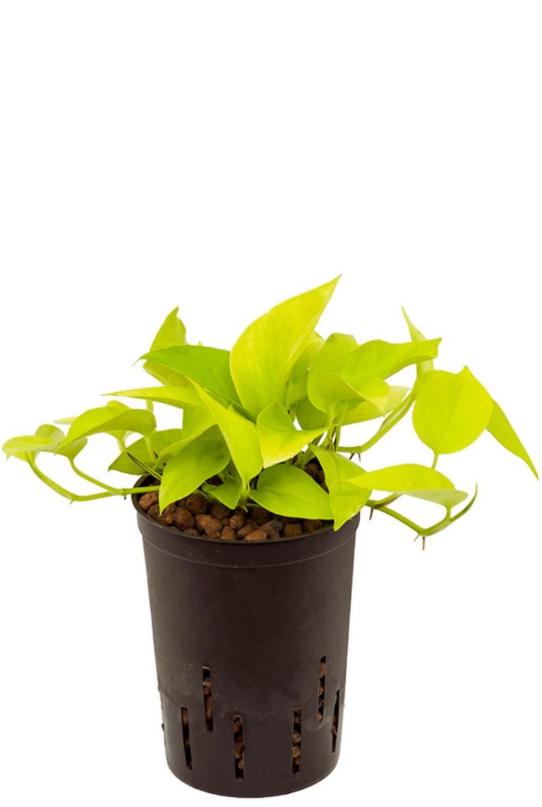 Scindapsus golden pothos hydroponique de 30cm acheter?