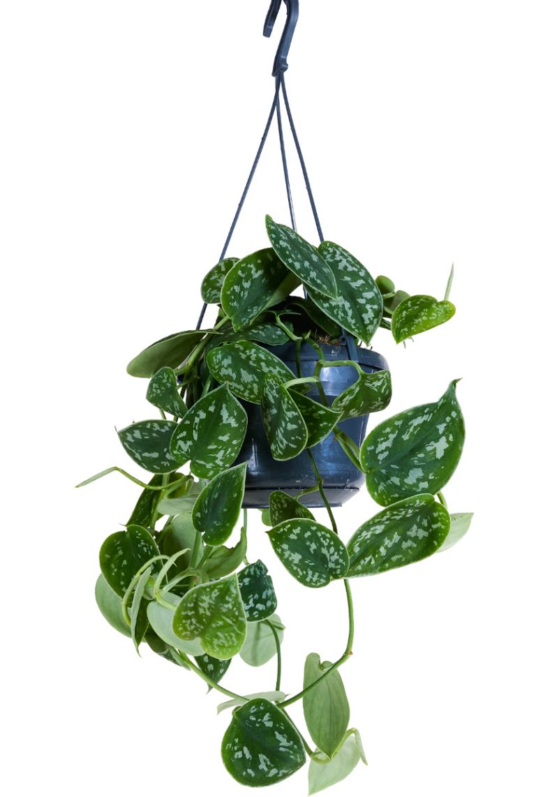 Scindapsus Pictus 'Argyraeus' | Epipremnum 40cm acheter