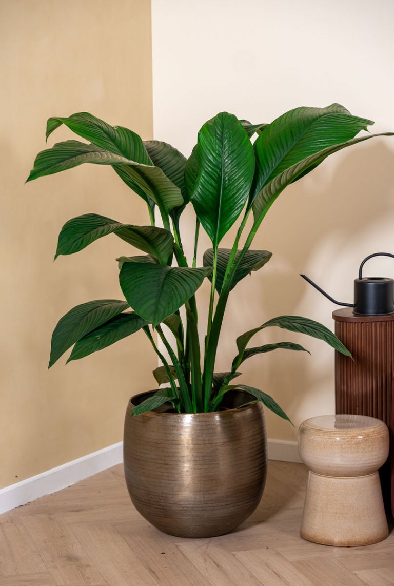 Spathiphyllum Sensation | Fleur de lune 120cm acheter