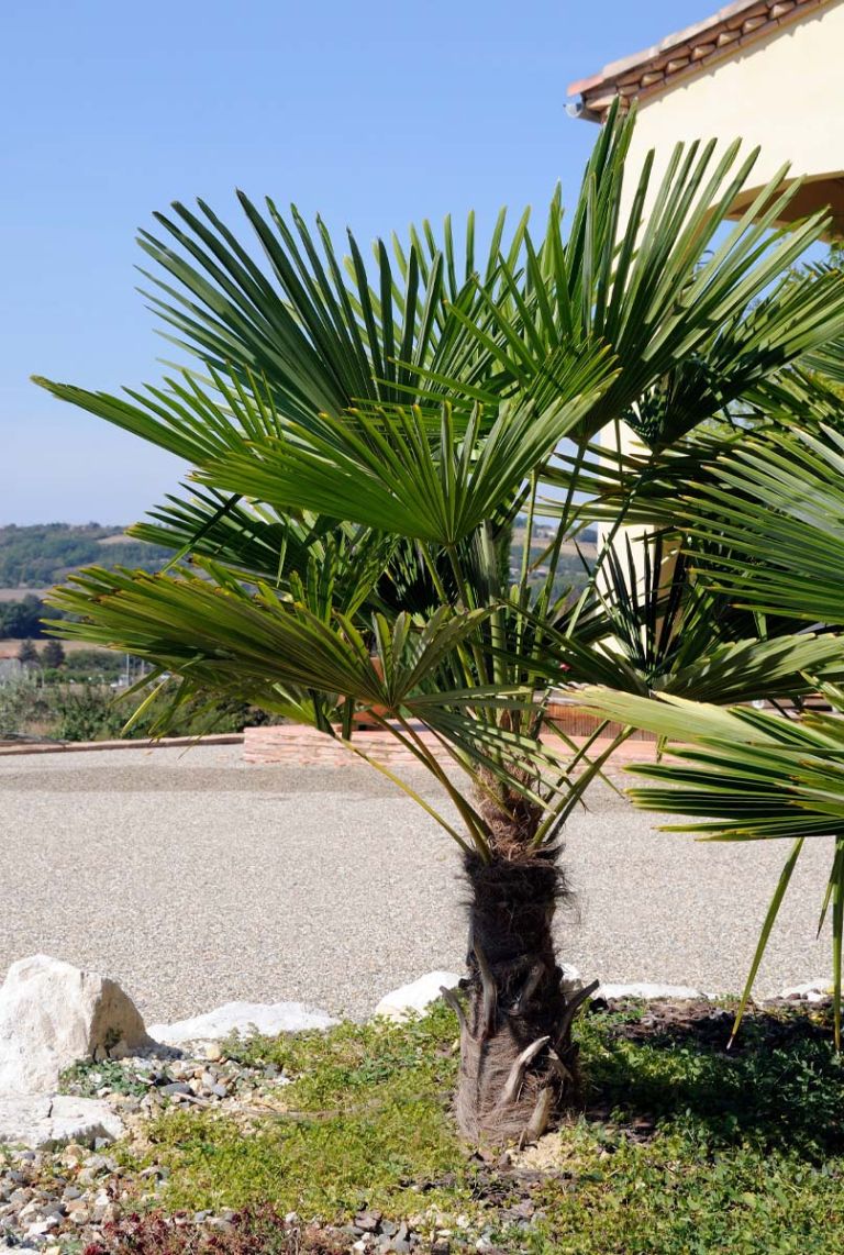 Trachycarpus wagnerianus | Wagner palm 150cm acheter