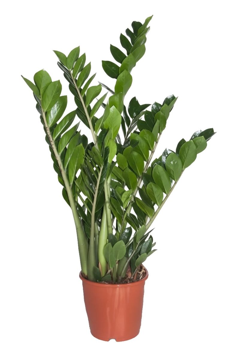 Zamioculcas Zamiifolia | Plante ZZ 80cm acheter