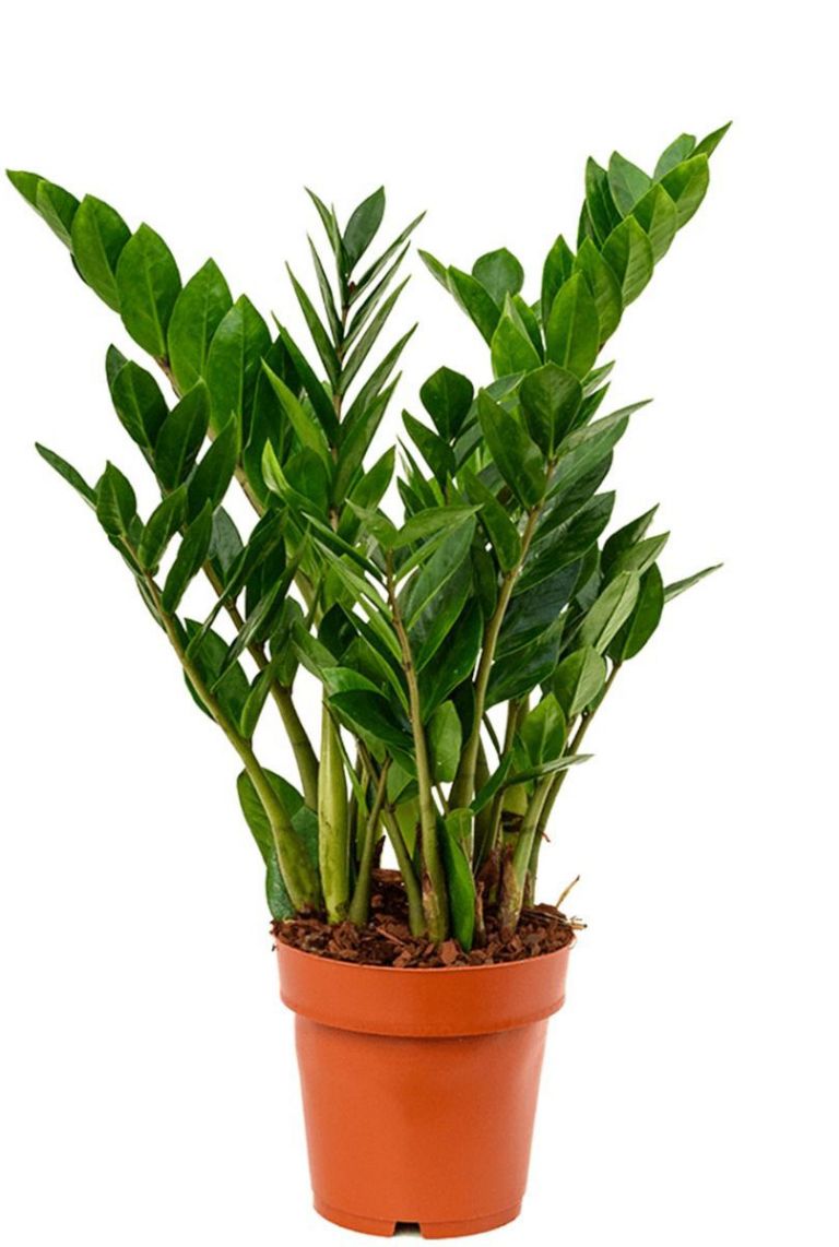 Zamioculcas Zamiifolia | Plante ZZ 65cm acheter