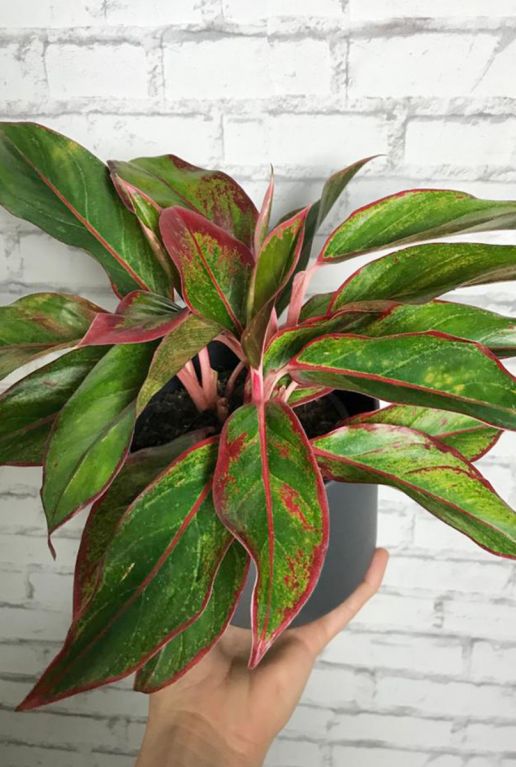 Aglaonema crete | Aglaonème 25cm acheter