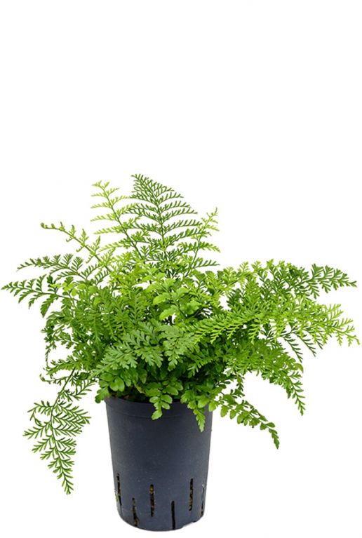 Asplenium parvati hydroponique de 30cm acheter?