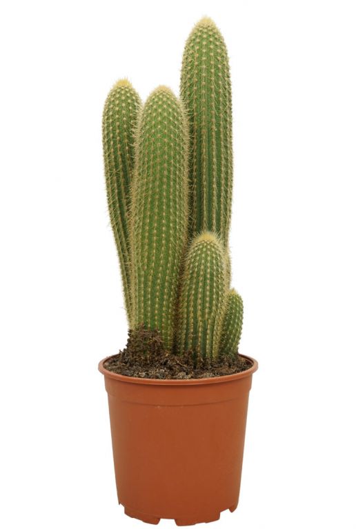 Vatricania Guentheri | Cactus colonnaire 55cm acheter