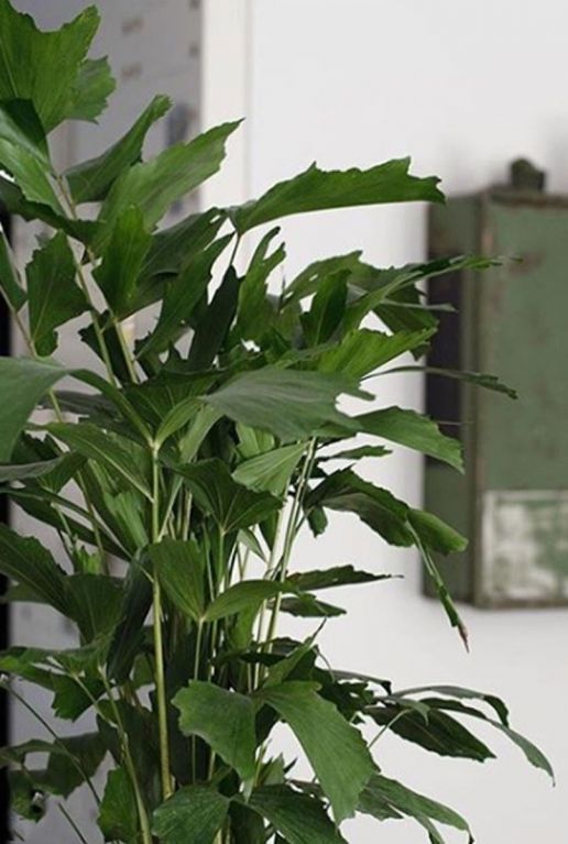 Caryota mitis | Palmier en queue de poisson 120cm acheter