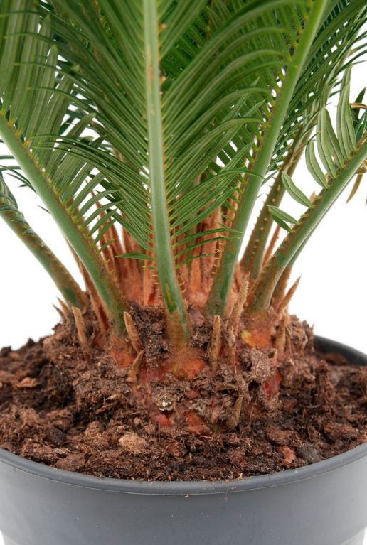 Cycas Revoluta | Palmier de la paix 70cm acheter