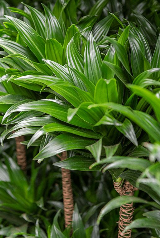 Dracaena Compacta | Dragonnier 130cm acheter