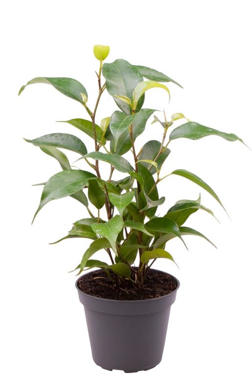 Ficus benjamina Natasja | Boutures 15cm acheter