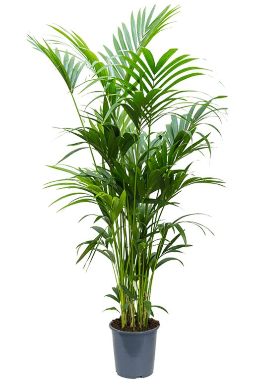 Kentia | Howea Forsteriana 180cm acheter