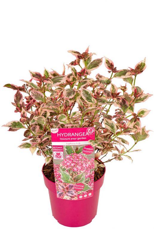 Hydrangea serrata Euphoria 'Pink' | 6225 40cm acheter