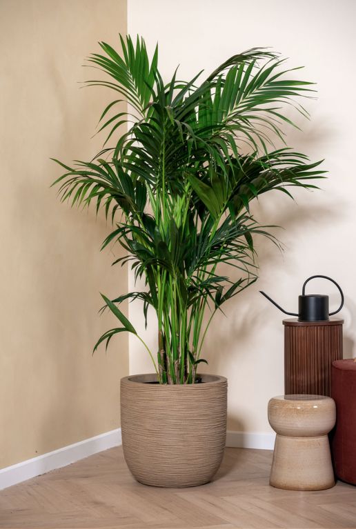 Kentia | Howea Forsteriana 180cm acheter