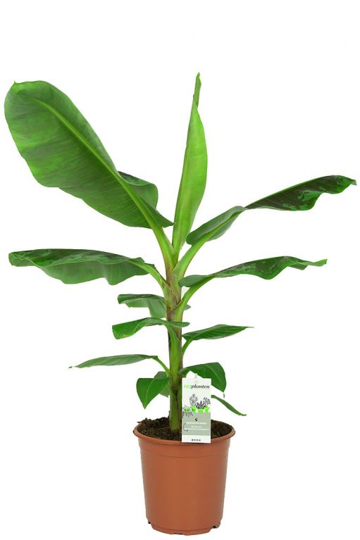 Musa Dwarf Cavendish | Bananier 85cm acheter