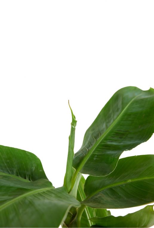 Musa Tropicana | Bananier 27cm acheter
